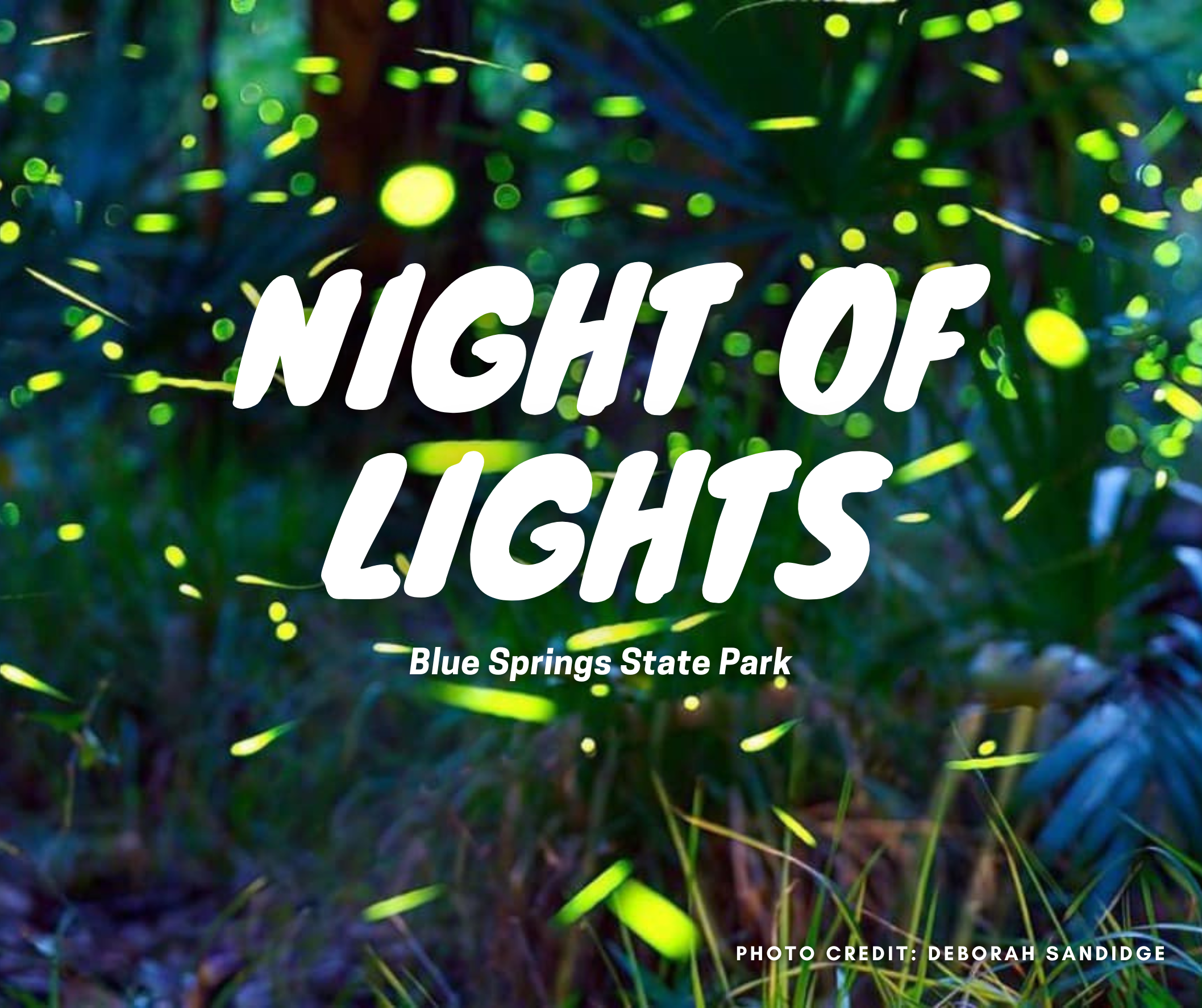 Night of Lights | Firefly Event at Blue Springs State Park – Florida ...