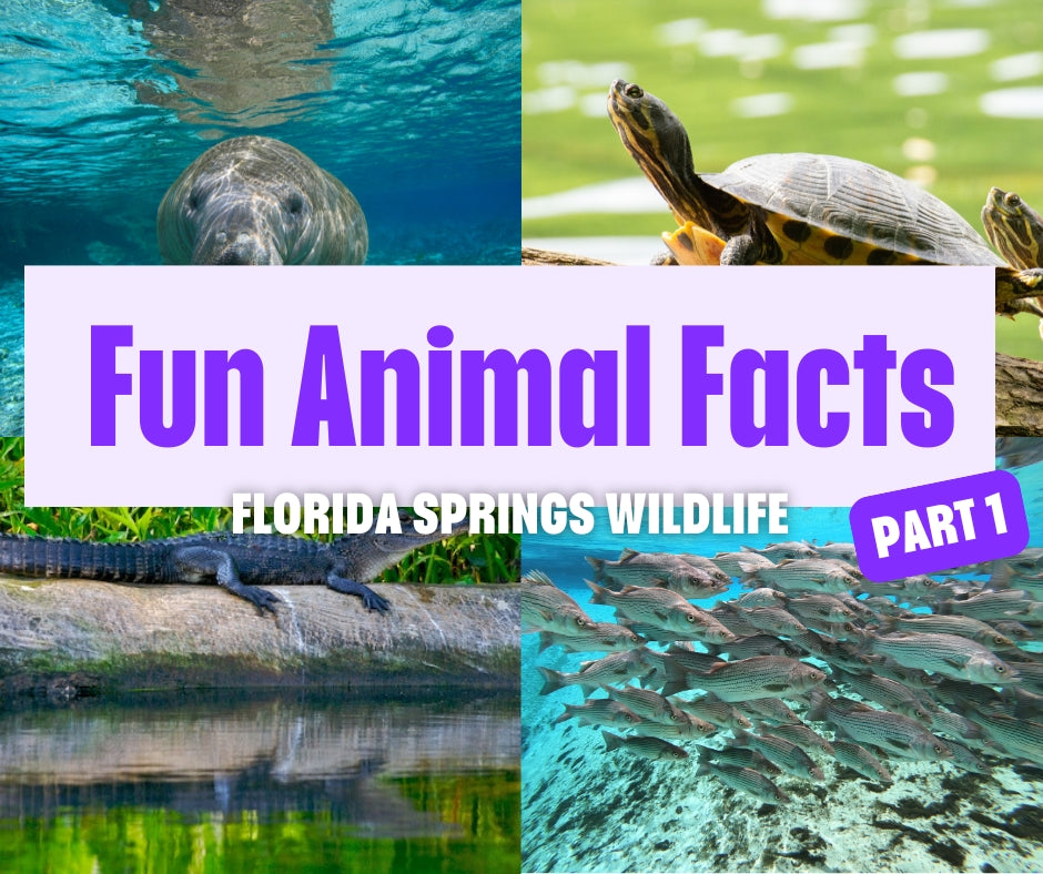 Florida Springs Wildlife | Fun Animal Facts: Part 1 – Florida Springs ...