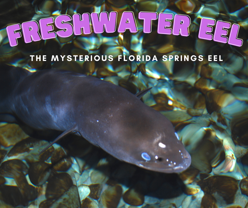 The Mysterious Freshwater Eel | Juniper Springs' Aquatic Secret ...